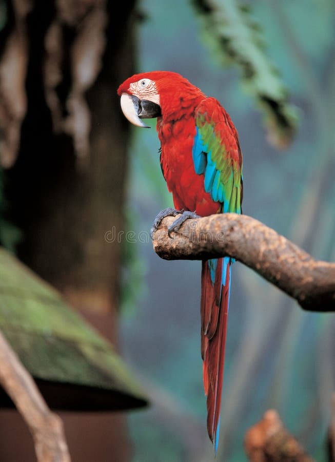 Bird on Cane stock image. Image of dark, yellow, beak, branch - 943549