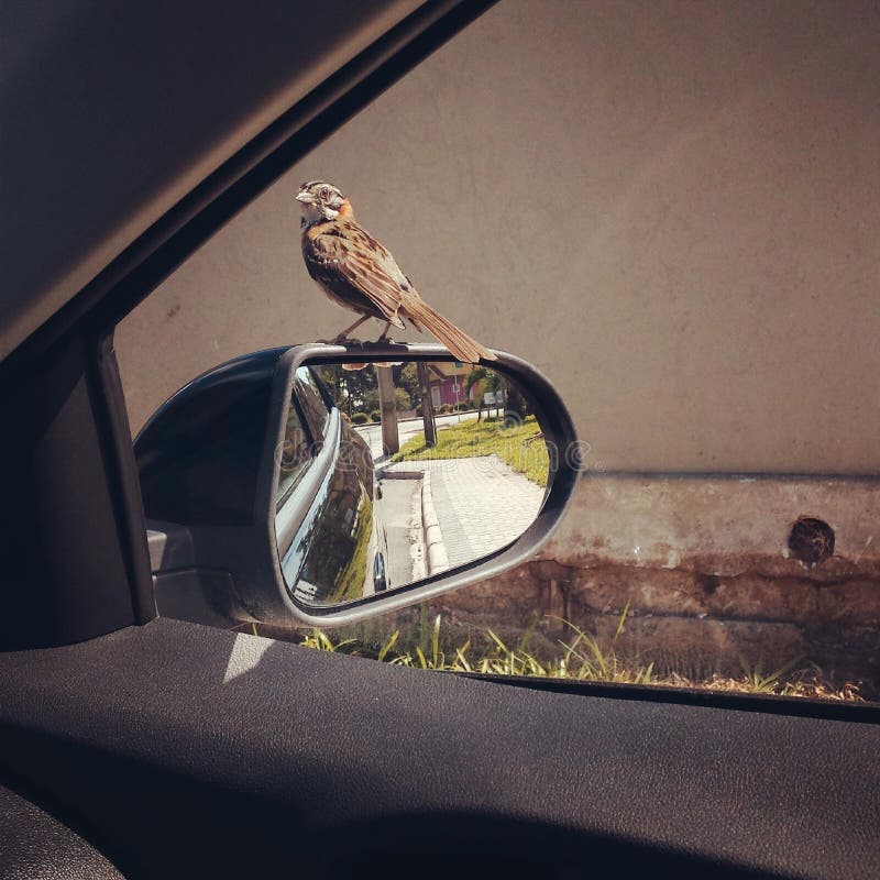 Bird in a car. stock image. Image of nature, stop, bird - 89460613