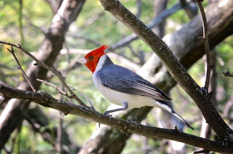 Cardeal De Crista Encarnada Que Banha-se Imagem de Stock - Imagem de ...
