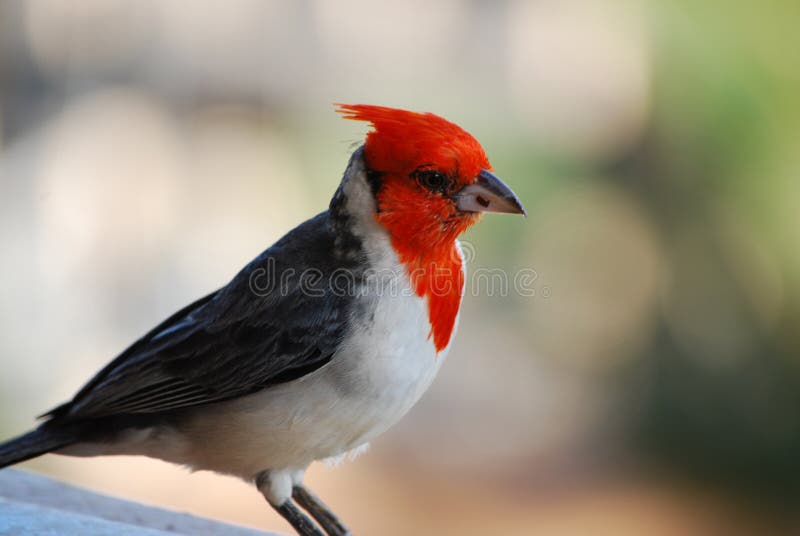 Bird Standing Cardinal Com Crista Vermelho Em Um Trilho Imagem de Stock ...