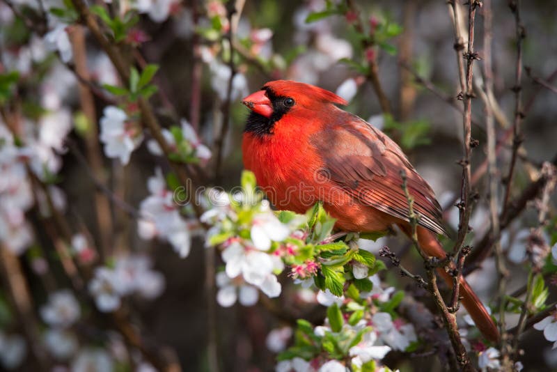 Bird Cardinal Do Norte Em Cherry Blossoms Foto de Stock - Imagem de ...