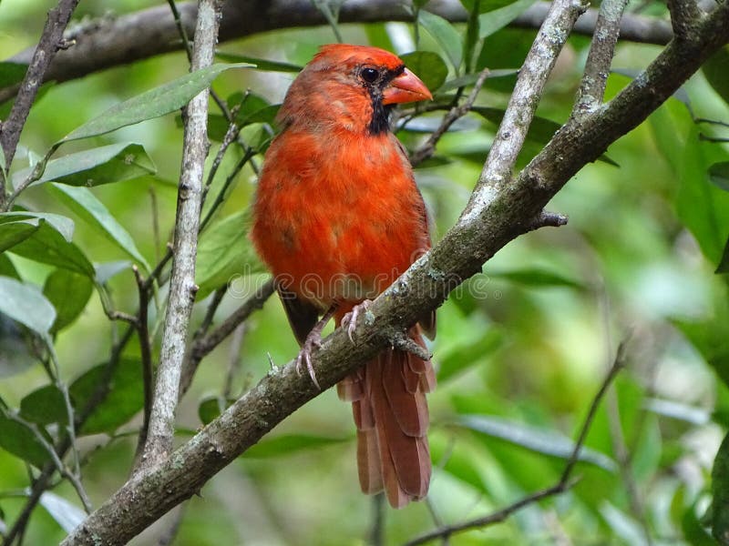 Pájaro Rojo Cardinal En Un Miembro De árbol Foto de archivo - Imagen de ...