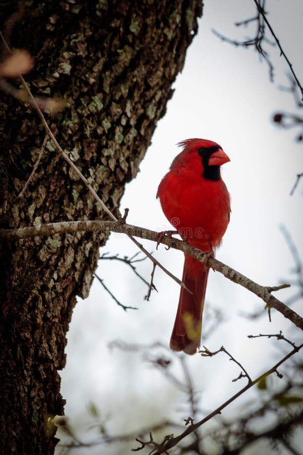 Bird Cardinal Masculino Em Um Membro Imagem de Stock - Imagem de ...