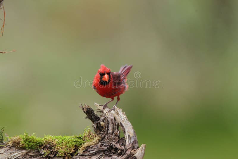 Bird stock image. Image of cardinal, finch, wren, bird - 43170879