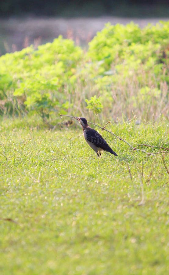 Bird Carry Branches for Make Her Nest Stock Photo - Image of bird ...