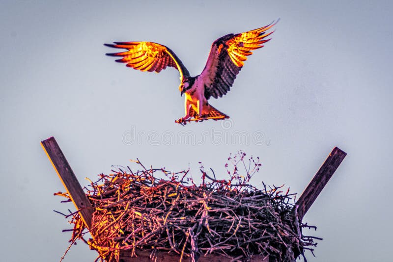 Bird Carrying a Twig To Its Nest Stock Image - Image of nature, natural ...