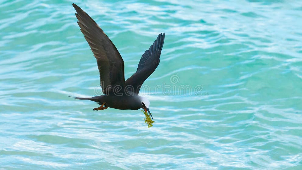 Lady Carying Water Stock Photos - Free & Royalty-Free Stock Photos from ...