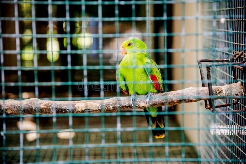 520 Popinjay Bird Stock Photos - Free & Royalty-Free Stock Photos from ...