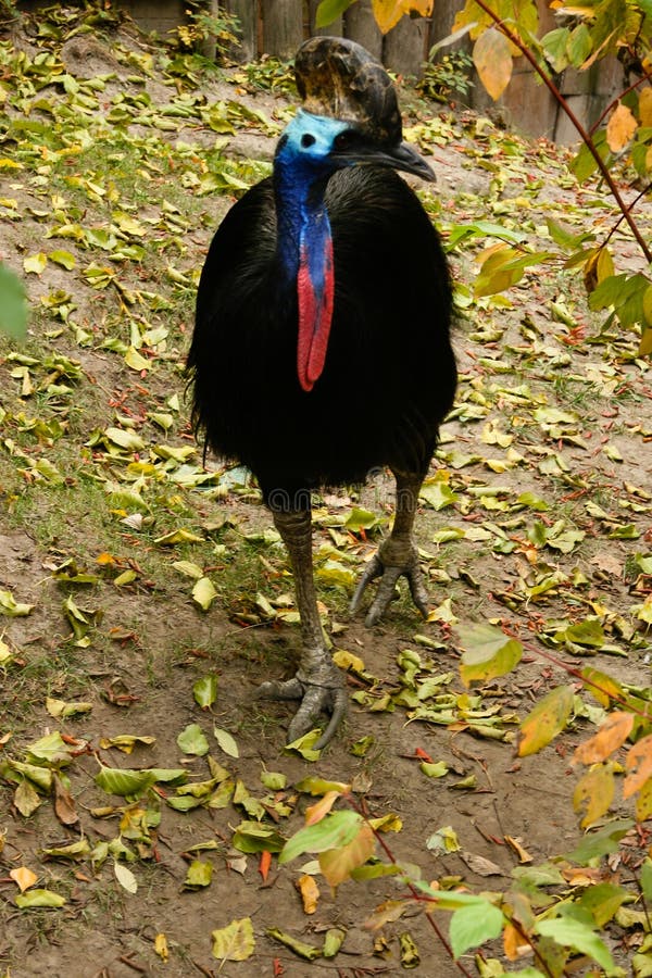 Cassowary Bird stock photo. Image of unusual, strange - 13789854