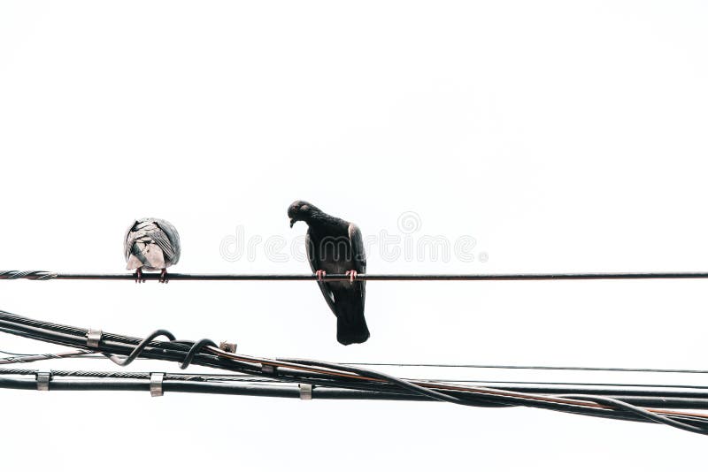 Bird Catch on Cable Wire in the City Isolated on White Background Stock ...