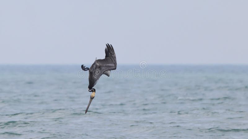 Bird Catches a Fish Mid-air Stock Photo - Image of flying, marine ...
