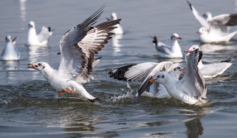 Bird catching fish stock photo. Image of india, beak - 67329762