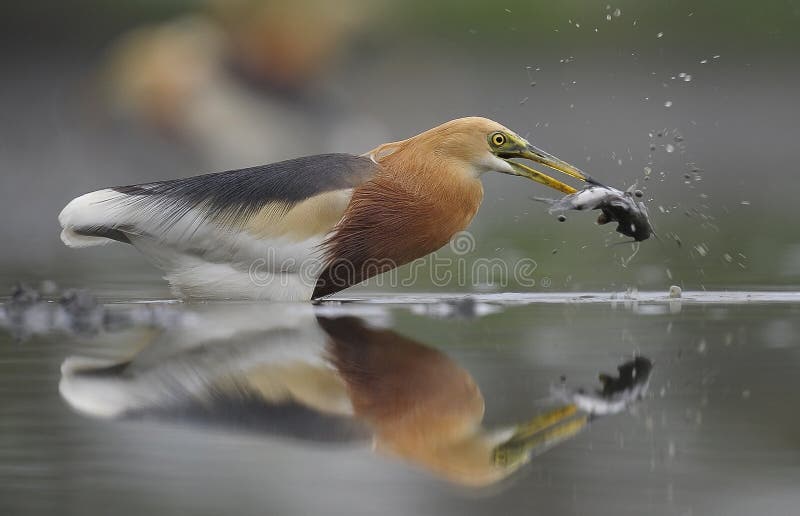 Bird Catching Fish with Nice Reflection on the Water Stock Photo ...