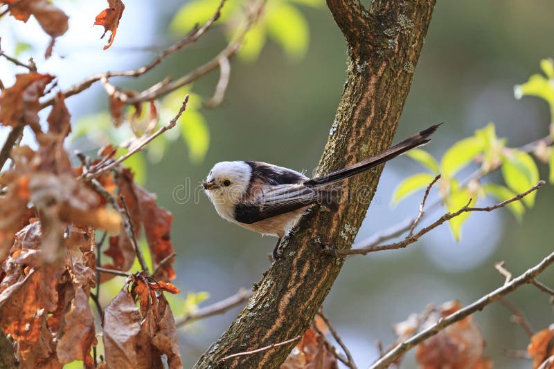 Bird catching insects stock photo. Image of colourful - 70616902