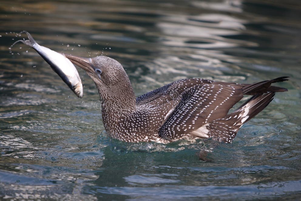 Bird Cath Fish stock photo. Image of levin, levindenboer - 372632
