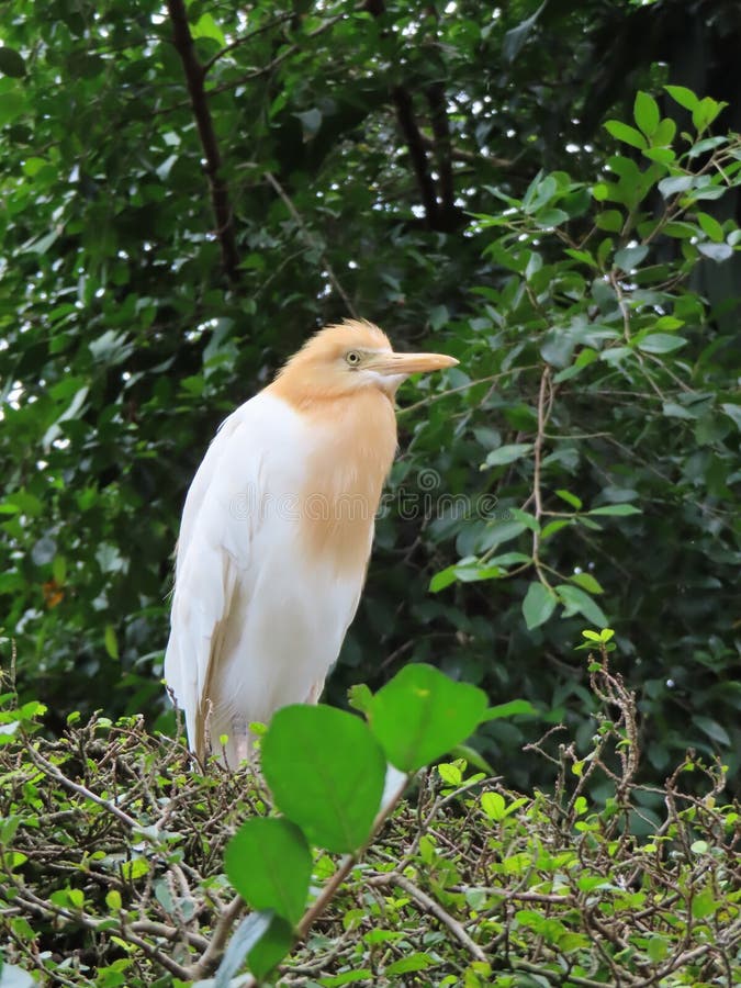Bird, Cattle Egret Birds on the Tree Stock Image - Image of cattle ...