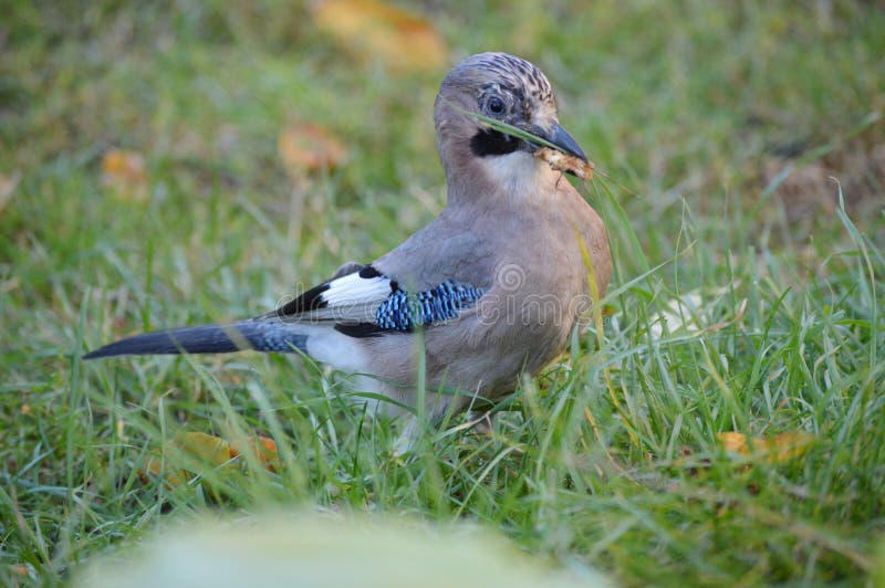 Bird Caught a Bug in the Grass Stock Photo - Image of color, grass ...