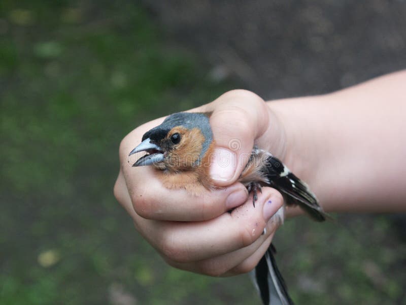 Bird Caught but Ready To Be Released Stock Photo - Image of captured ...