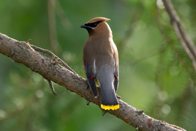 Bird Cedar Waxwing is Looking for Insects on Spruce Tree Stock Photo ...