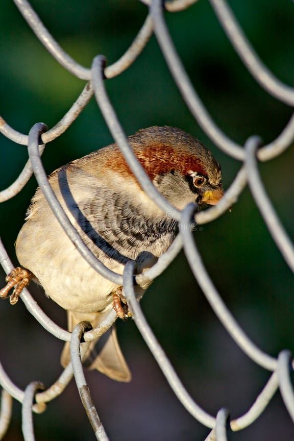 Bird in a cell stock image. Image of grey, ornithology - 336787