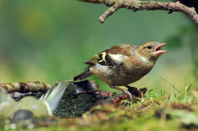 Bird Chaffinch Feeds Its Young Hungry Chicks in the Nest in the Stock ...