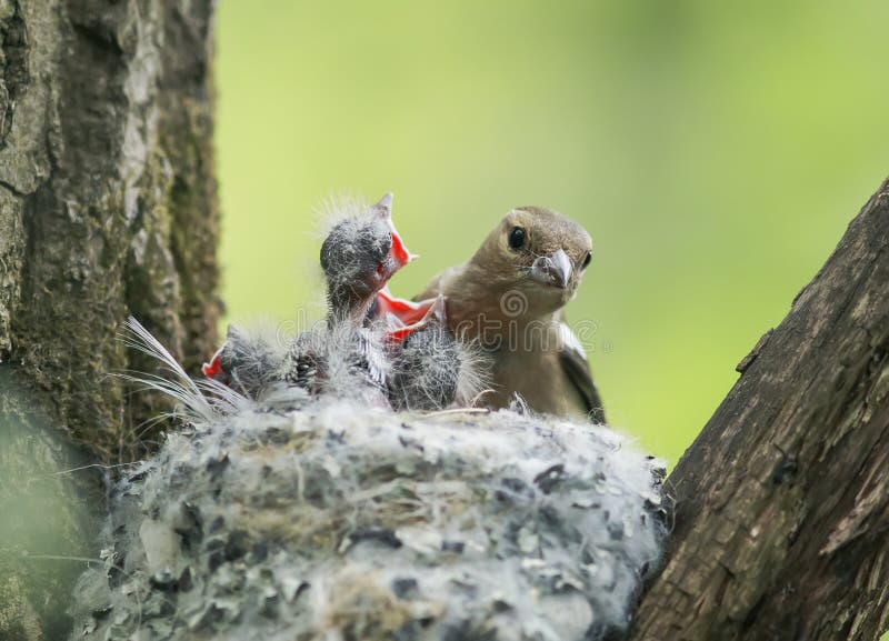 Hungry chicks stock image. Image of nest, migratorius - 5466089