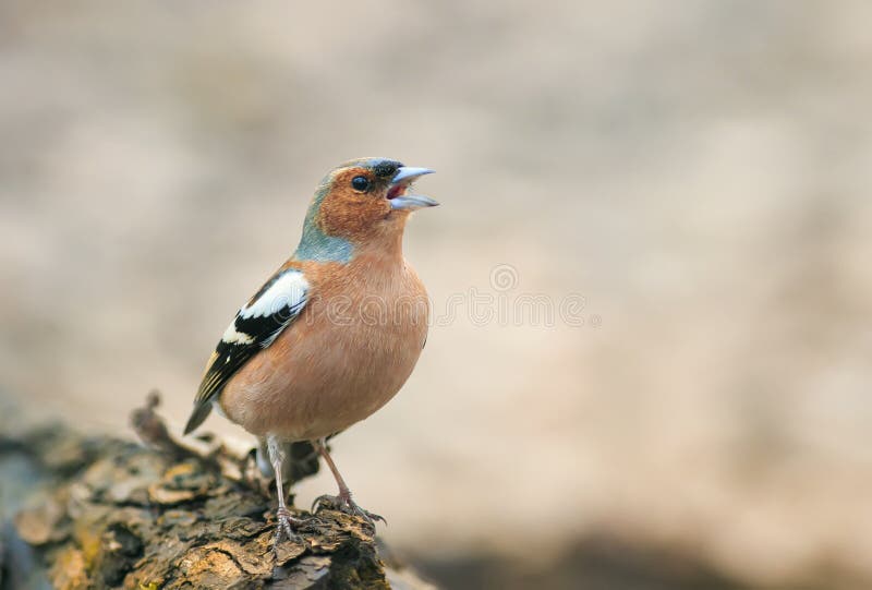 Bird Chaffinch Feeds Its Young Hungry Chicks in the Nest in the Stock ...