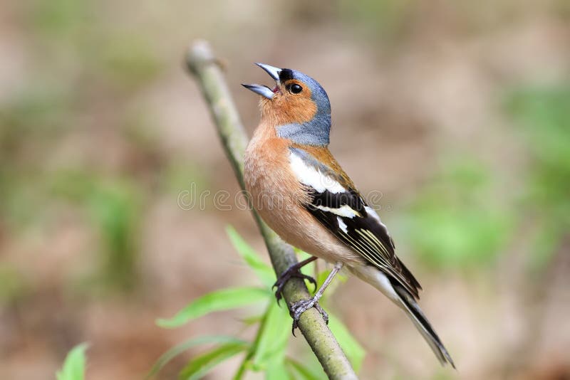 Bird Chaffinch Sings a Song in Forest Stock Image - Image of sings ...