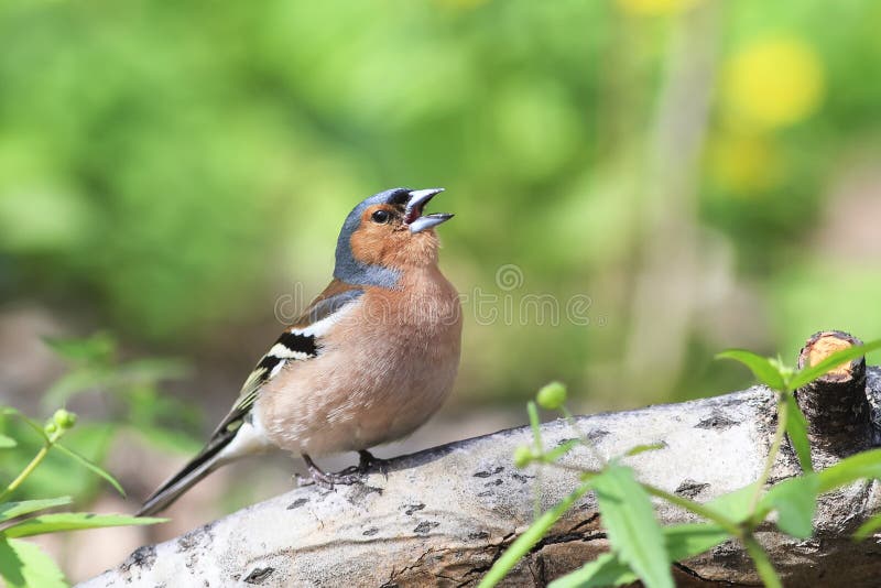 Bird Chaffinch Sings a Song in Forest Stock Image - Image of animal ...
