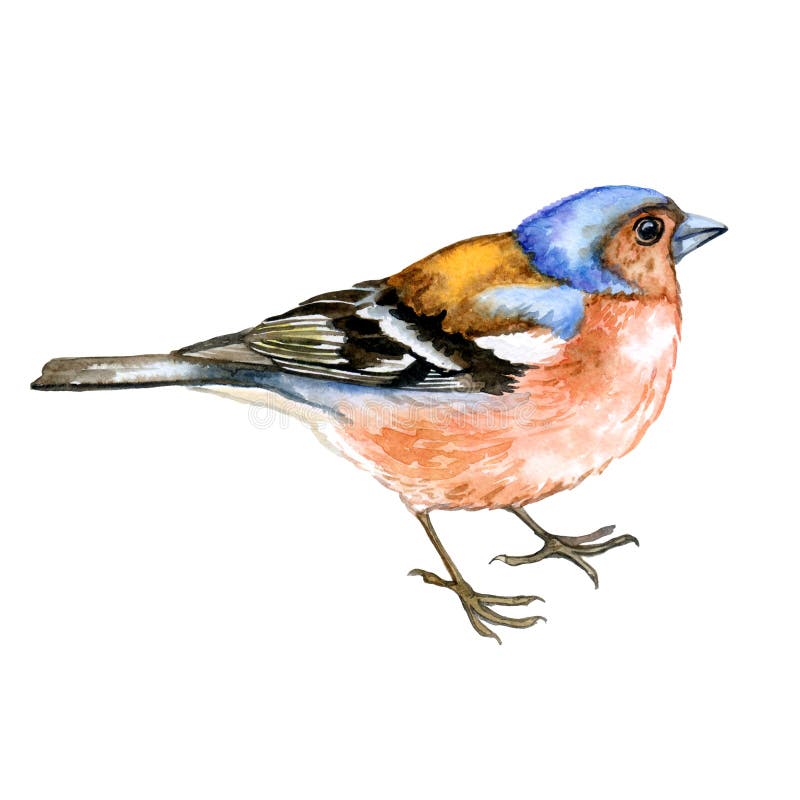 Watercolor Chaffinch Stock Illustrations – 131 Watercolor Chaffinch ...