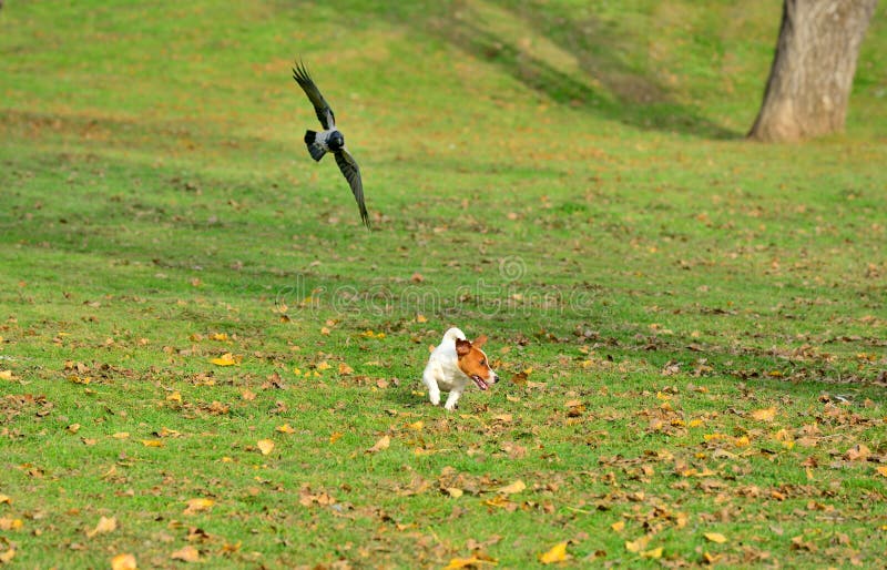 163 Dog Chasing Bird Stock Photos - Free & Royalty-Free Stock Photos ...