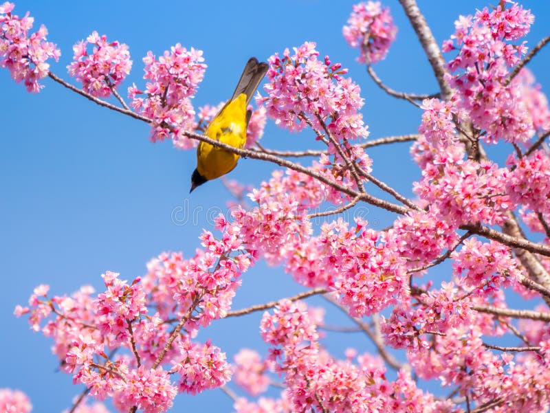 Bird with Cheeryblossom Background Stock Image - Image of retro, love ...