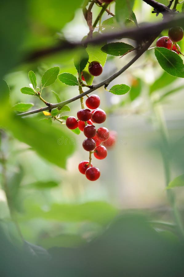 Bird cherry stock photo. Image of fruit, vegetables, tree - 20625538