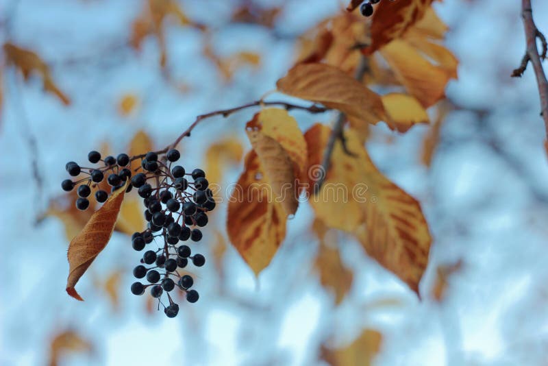 Bird-cherry Berry, Behind the Berries the Blurred Yellow Leaves Stock ...