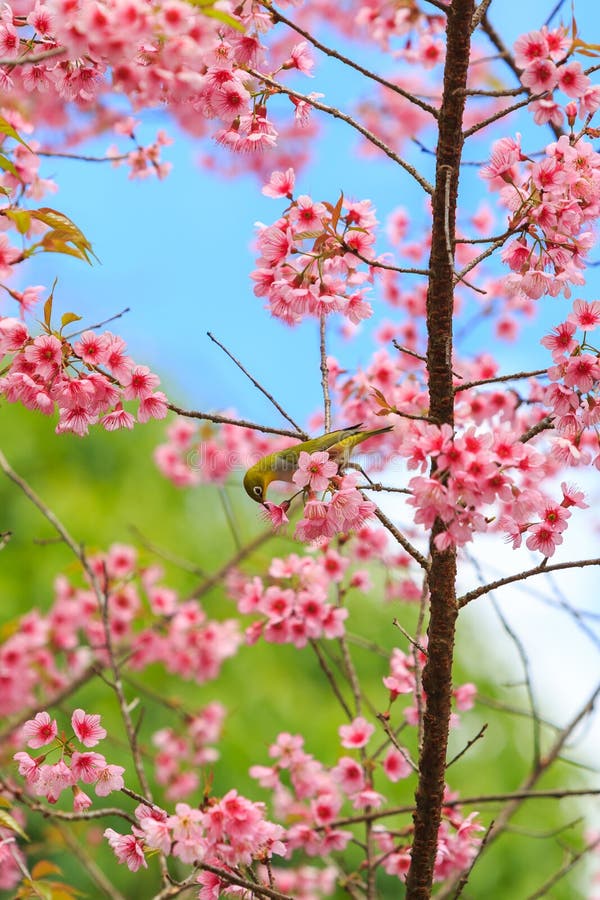 Bird on Cherry Blossom and Sakura Stock Photo - Image of pink, garden ...