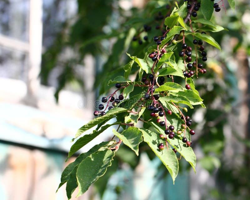 Bird cherry stock photo. Image of blossom, planks, cherry - 42595182