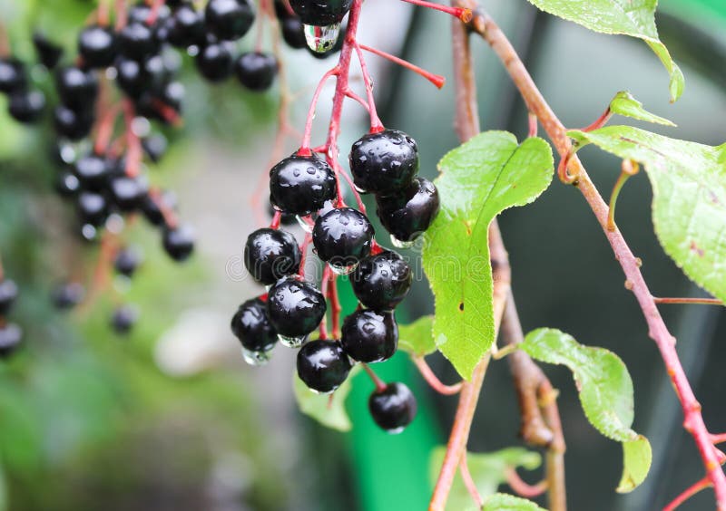 Bird cherry on a branch stock photo. Image of color, stalk - 76164830