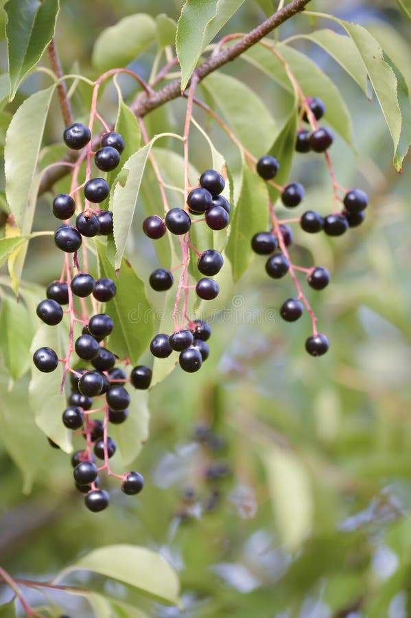 Bird cherry stock image. Image of bird, leaf, close, avium - 17962981