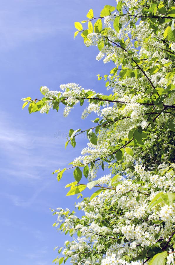 Bird Cherry Bush Blooming in Spring on Blue Sky Stock Image - Image of ...