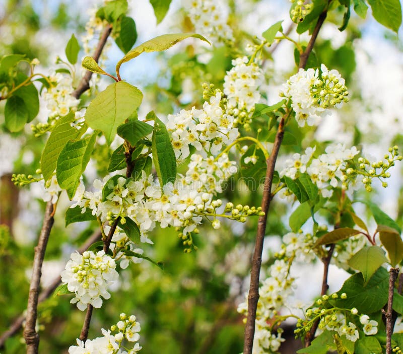 Bird cherry closeup stock image. Image of blue, foliage - 72192353