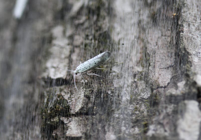 Bird Cherry Ermine (Yponomeuta Evonymella) Day Active Moth on Tree ...