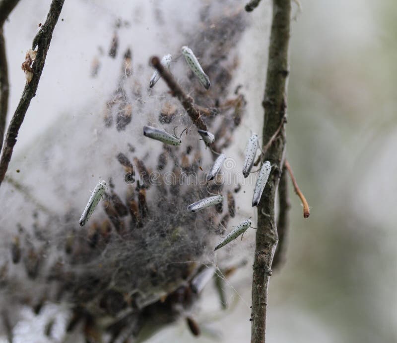 Bird Cherry Ermine (Yponomeuta Evonymella) Day Active Moth on Tree ...