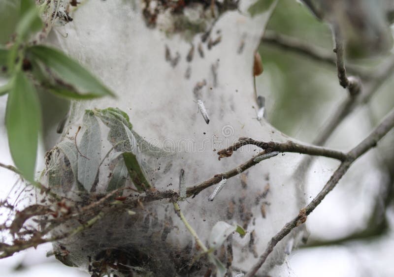 Bird Cherry Ermine (Yponomeuta Evonymella) Day Active Moth on Tree ...