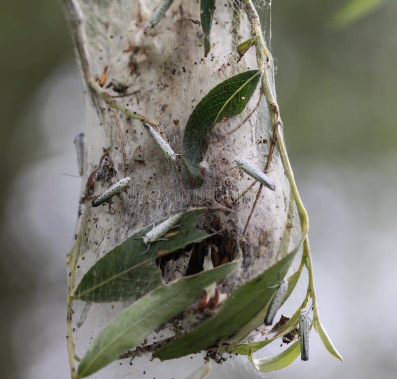 Bird Cherry Ermine (Yponomeuta Evonymella) Day Active Moth on Tree ...