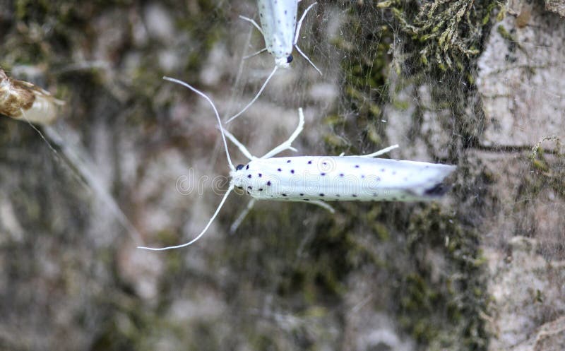 Bird Cherry Ermine (Yponomeuta Evonymella) Day Active Moth on Tree ...