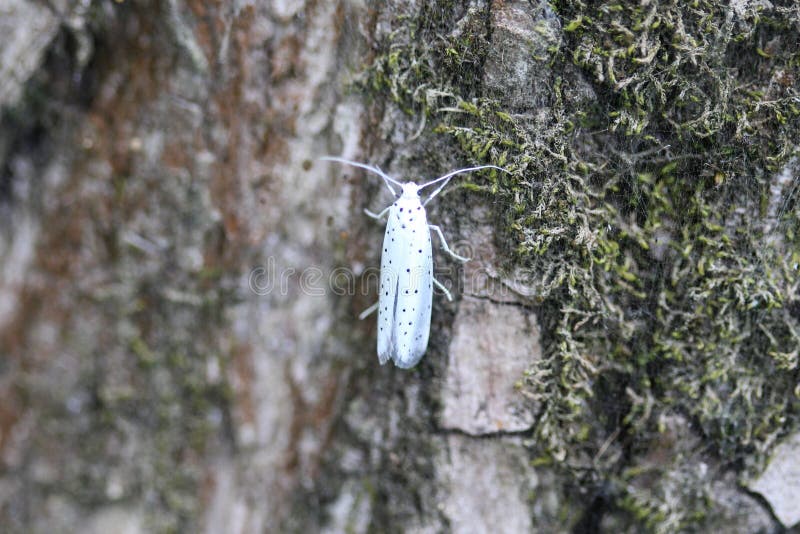Bird Cherry Ermine (Yponomeuta Evonymella) Day Active Moth on Tree ...