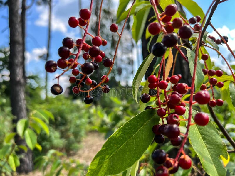 Bird Cherry Fruit, Red-black in Color, before Fully Ripe Stock Image ...