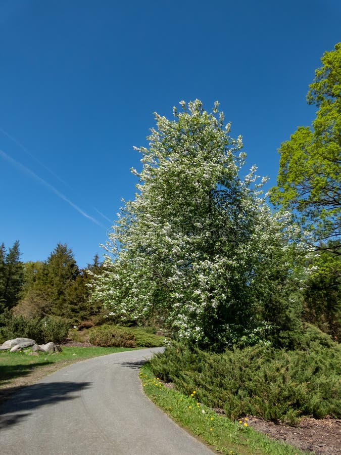 Bird Cherry, Hackberry, Hagberry or Mayday Tree (Prunus Padus) in Full ...