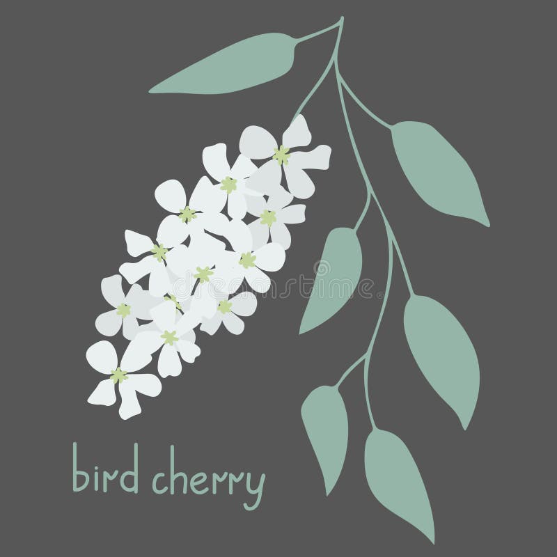 Bird cherry illustration stock vector. Illustration of symbol - 314120899