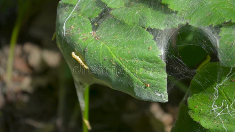 Bird Cherry Larva Worms Crawling on Plant Leaf Surface Covered in ...